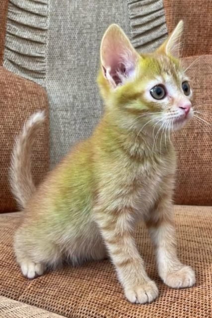 Gato adotado por lojista nasce com pelo verde: “Milagre da natureza ...