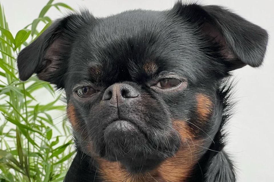 Cachorro tem expressão facial única e vira meme: “Está me julgando ...