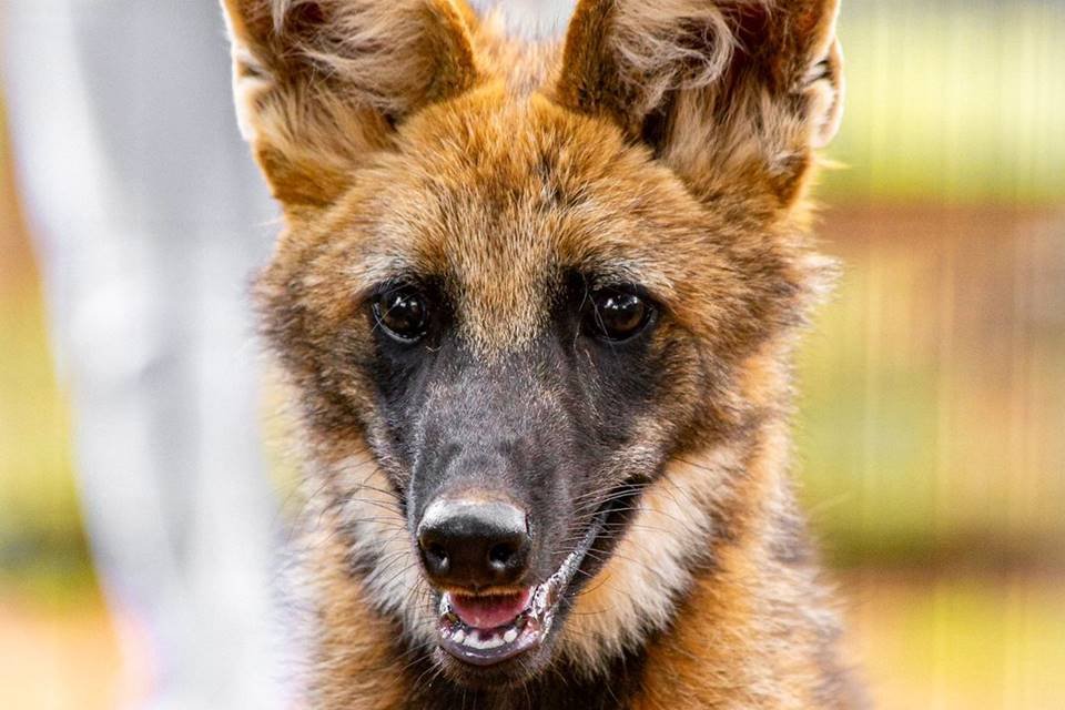 Zoológico de Brasília anuncia loba-guará Atena como nova mascote ...