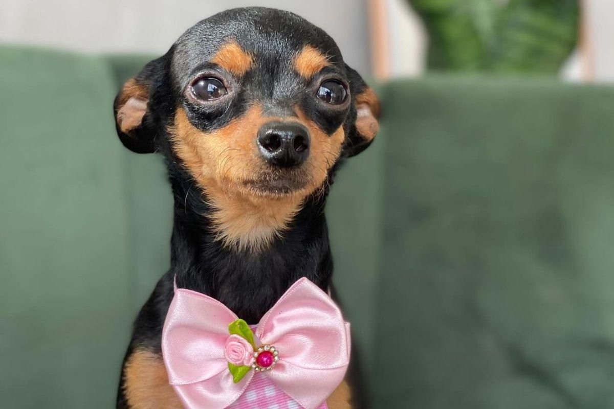 Tudo igual? Cadela da raça pinscher quebra estereótipo e diverte a web