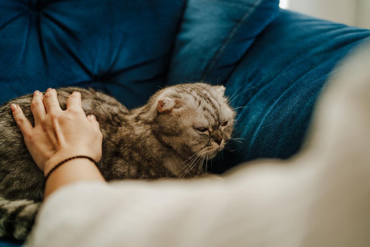 Como saber se seu gato está estressado? Veterinária responde | Metrópoles