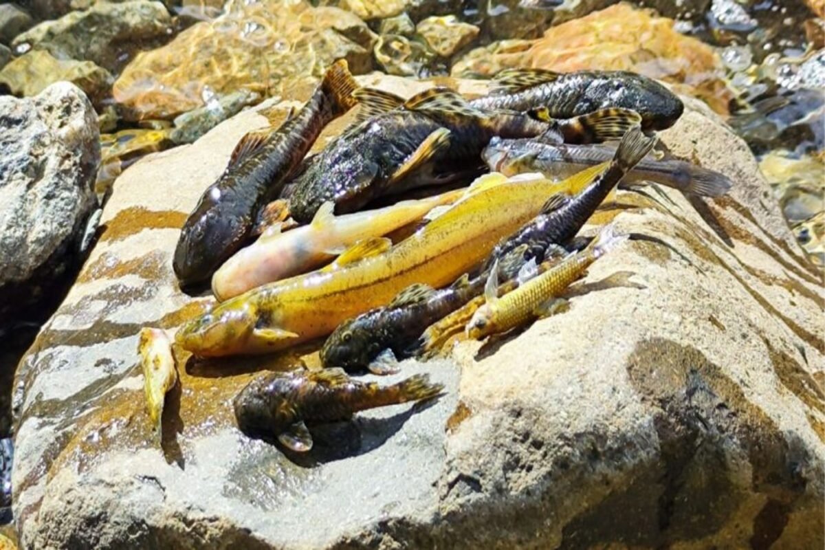 SC: acidente com ácido pode causar danos permanentes ao meio ambiente ...