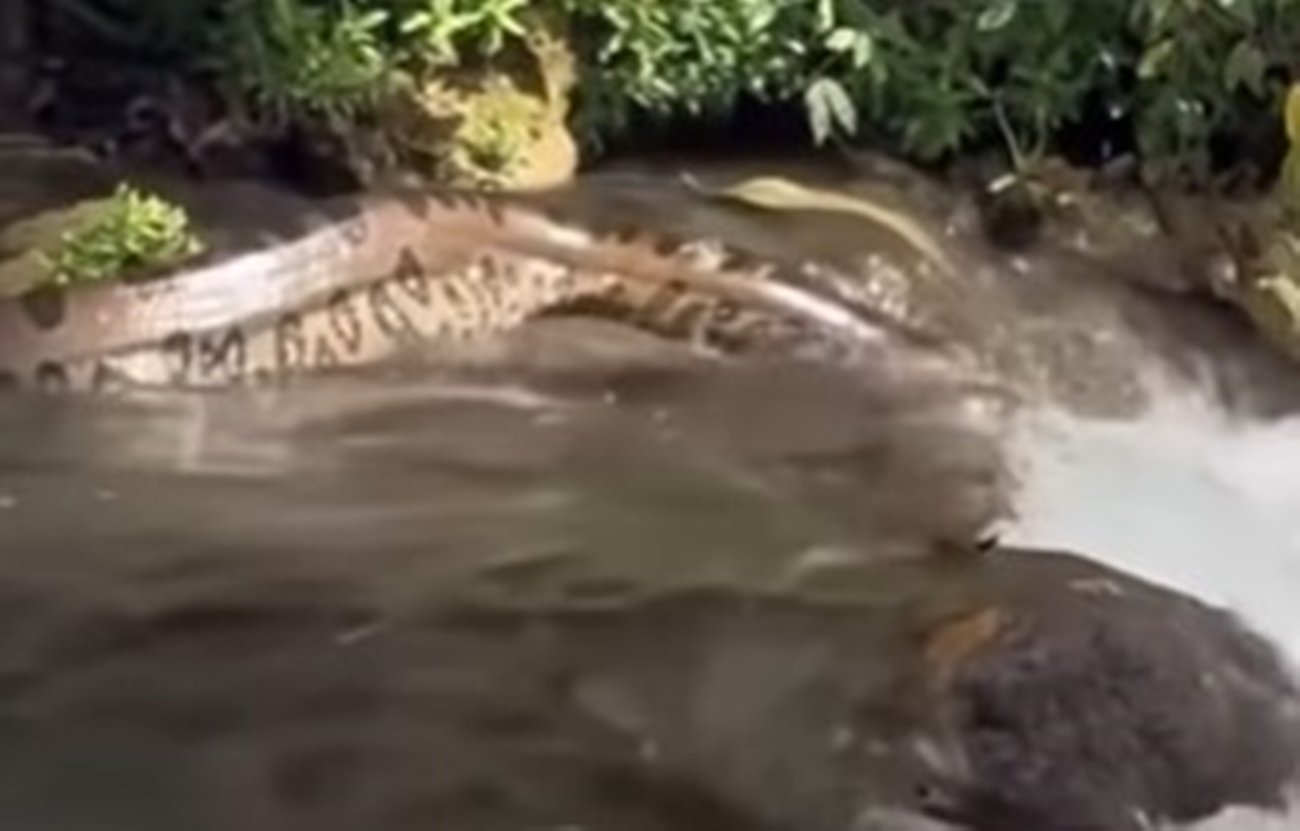 Sucuri gigante surpreende turistas em rio no Mato Grosso do Sul. Vídeo ...