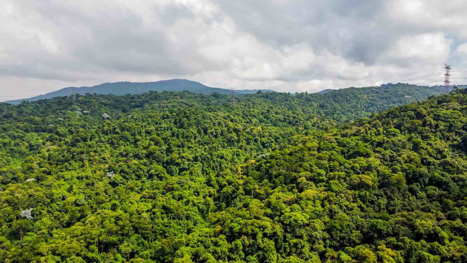 SP Alto Astral: Cidade ganhará área verde do tamanho de Paris | Metrópoles