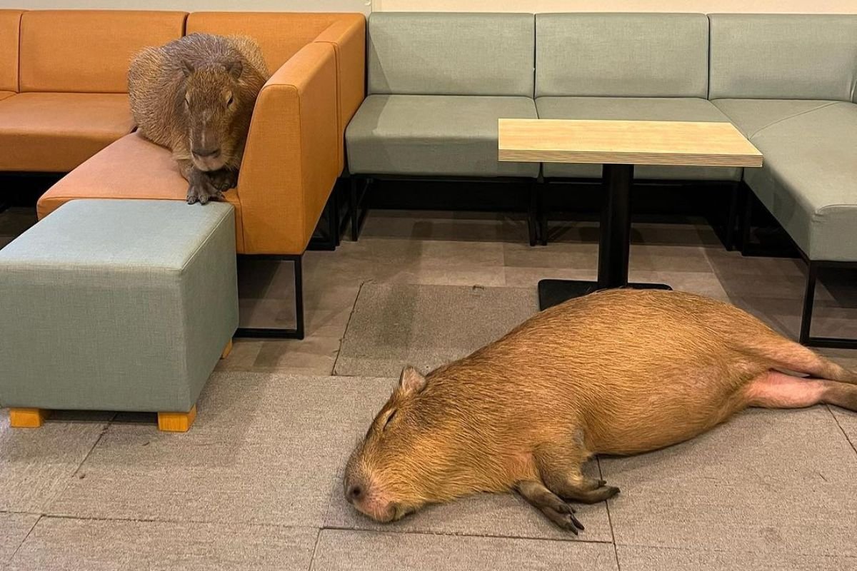 Capivara friendly! Cafeteria permite que clientes interajam com animal ...